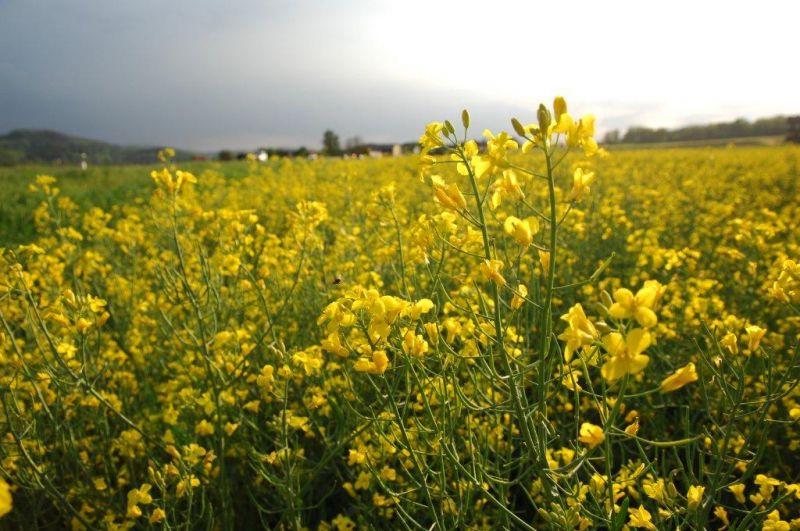 Rapsöl Online Bestellen