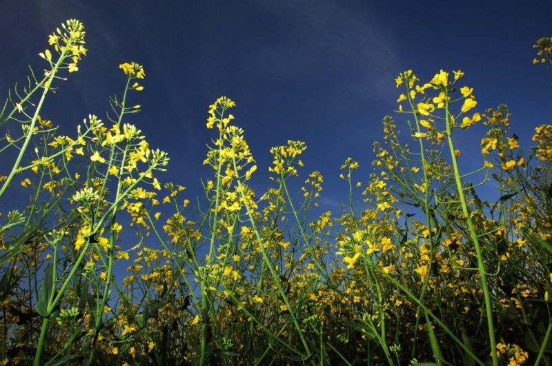 Rapsöl Online Bestellen